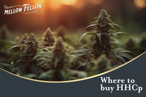 HHCp in Minnesota: Where to Buy & Licensing Changes 2025 - Mellow ...